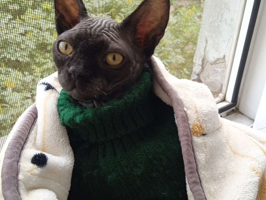 Канадский сфинкс