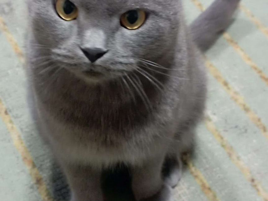 Отдам бесплатно, Британец-шотландец, 2 г