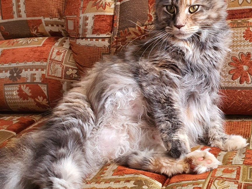 Мейн-кун в добрые руки бесплатно