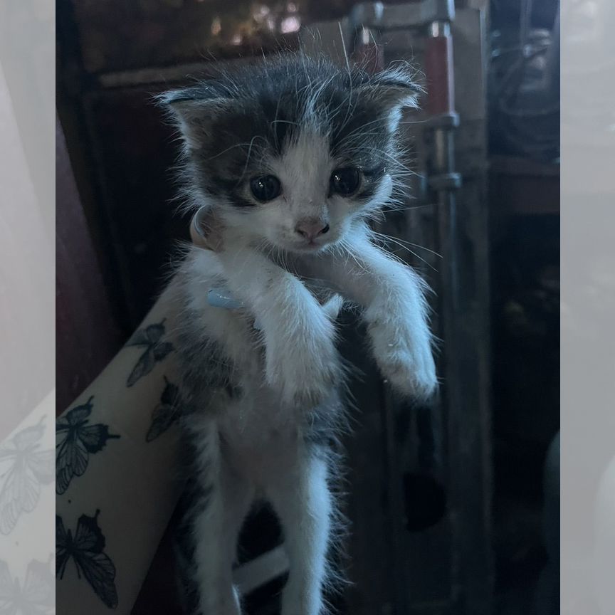 Котята в добрые руки