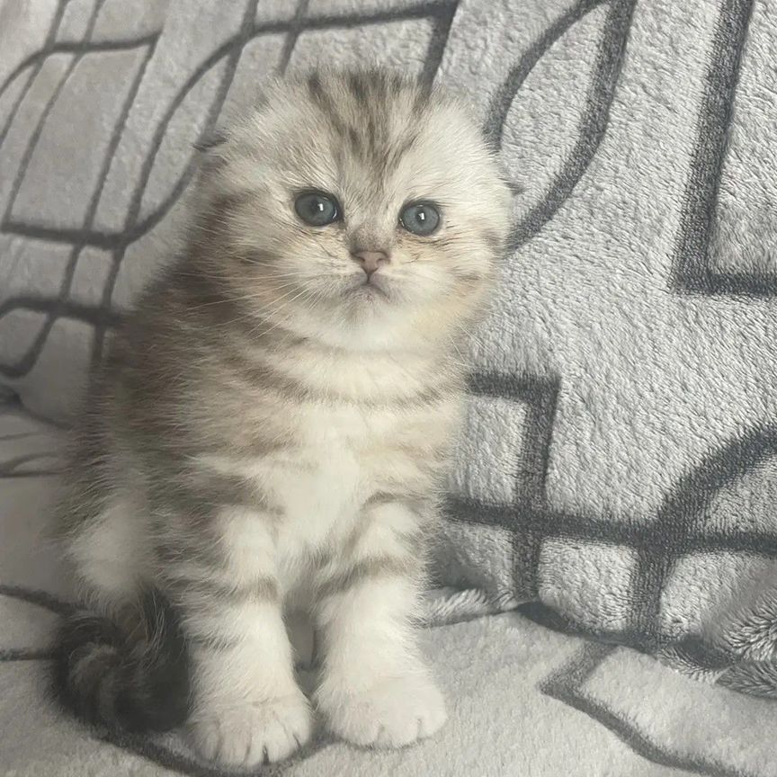 Шотландский вислоухий длинношёрстный котёнок