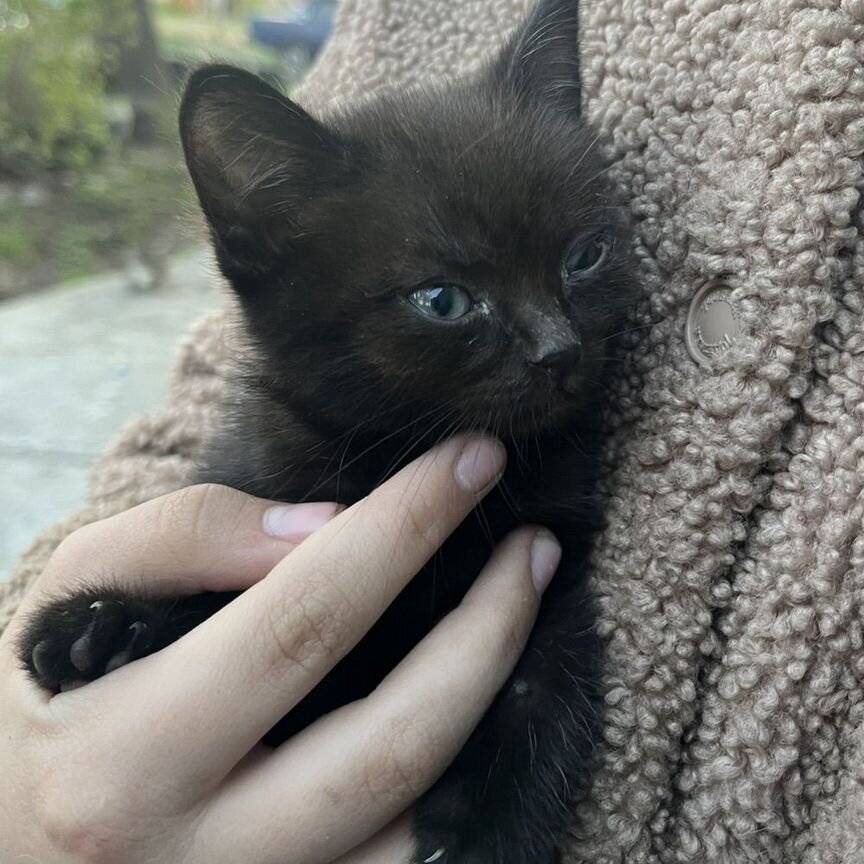 Сибирский котёнок