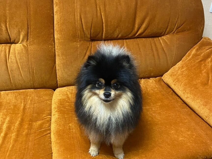 Немецкий шпиц вязка