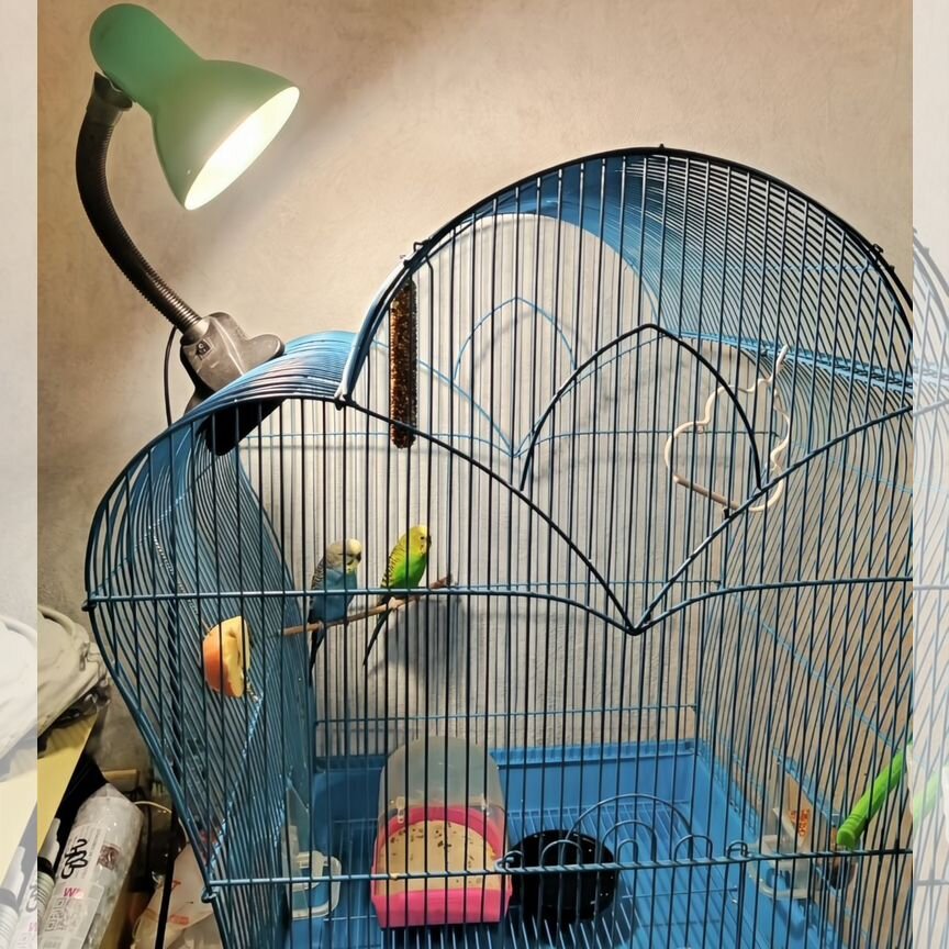 Волнистый попугай с клеткой