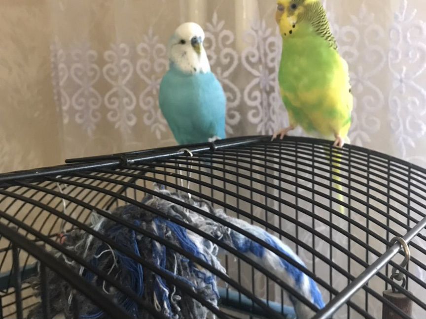Попугаи самцы