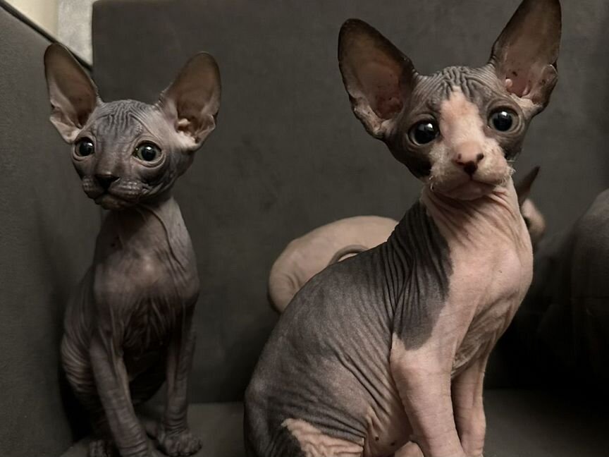 Канадский сфинкс котёнок