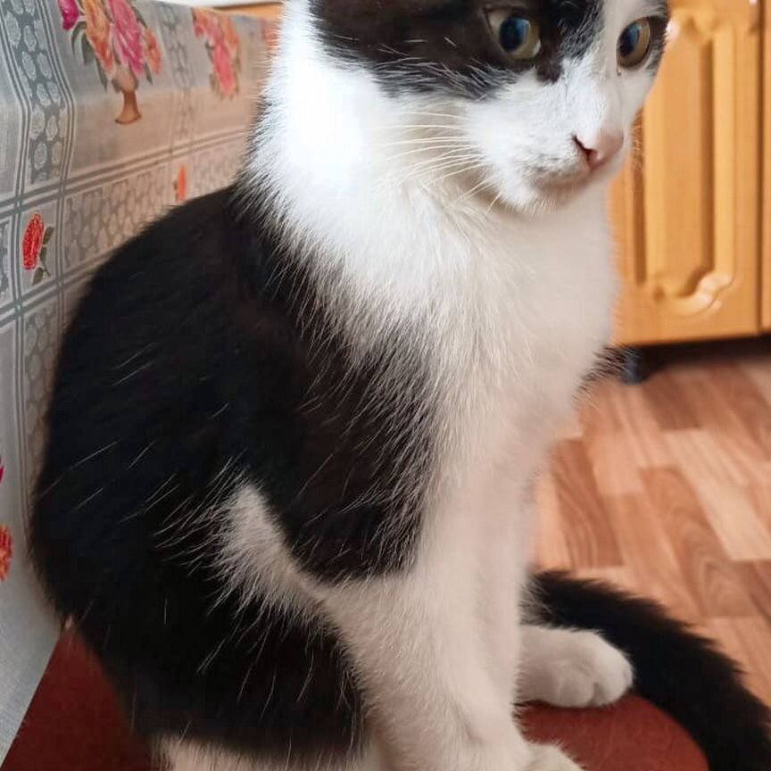 Отдам Пончика в хорошие руки