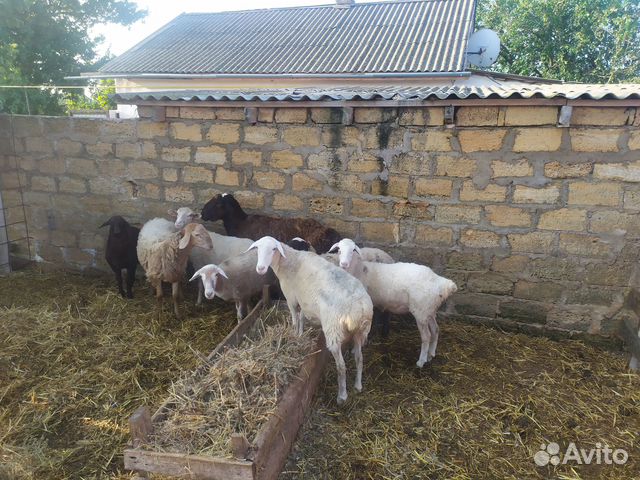 Овцы бараны