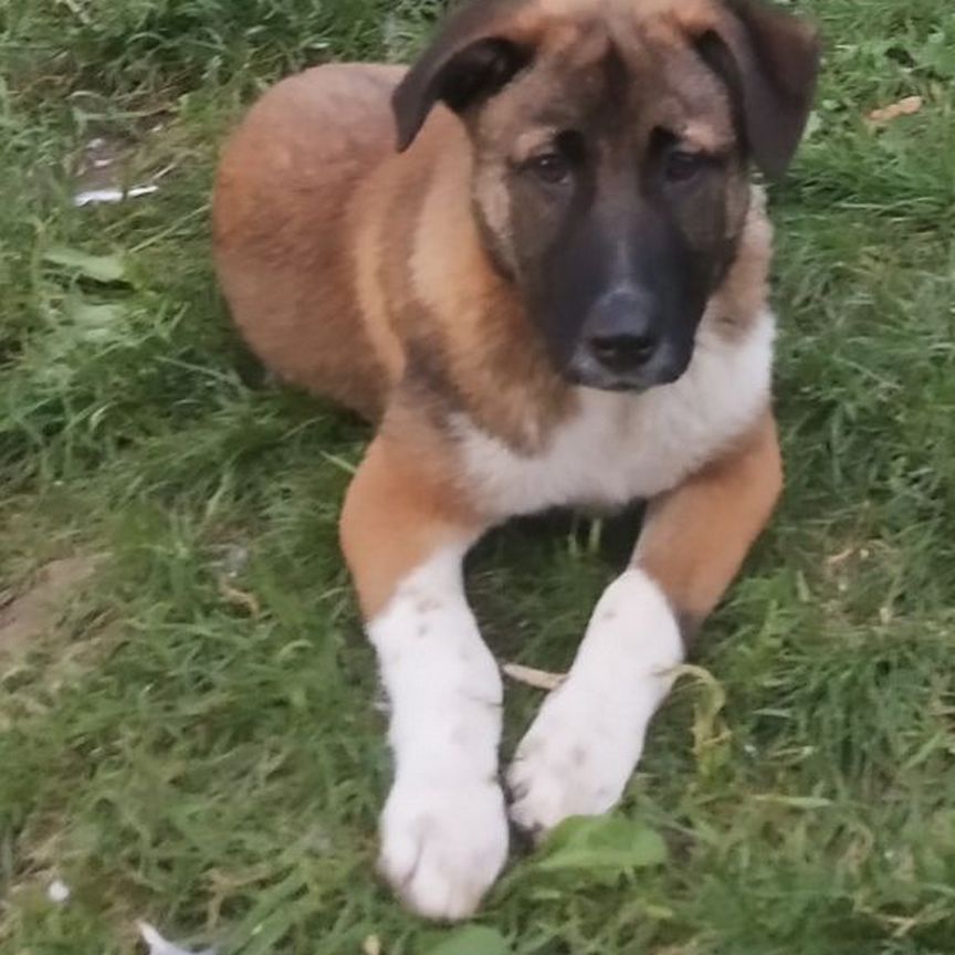 Щенок мальчик- красавчик