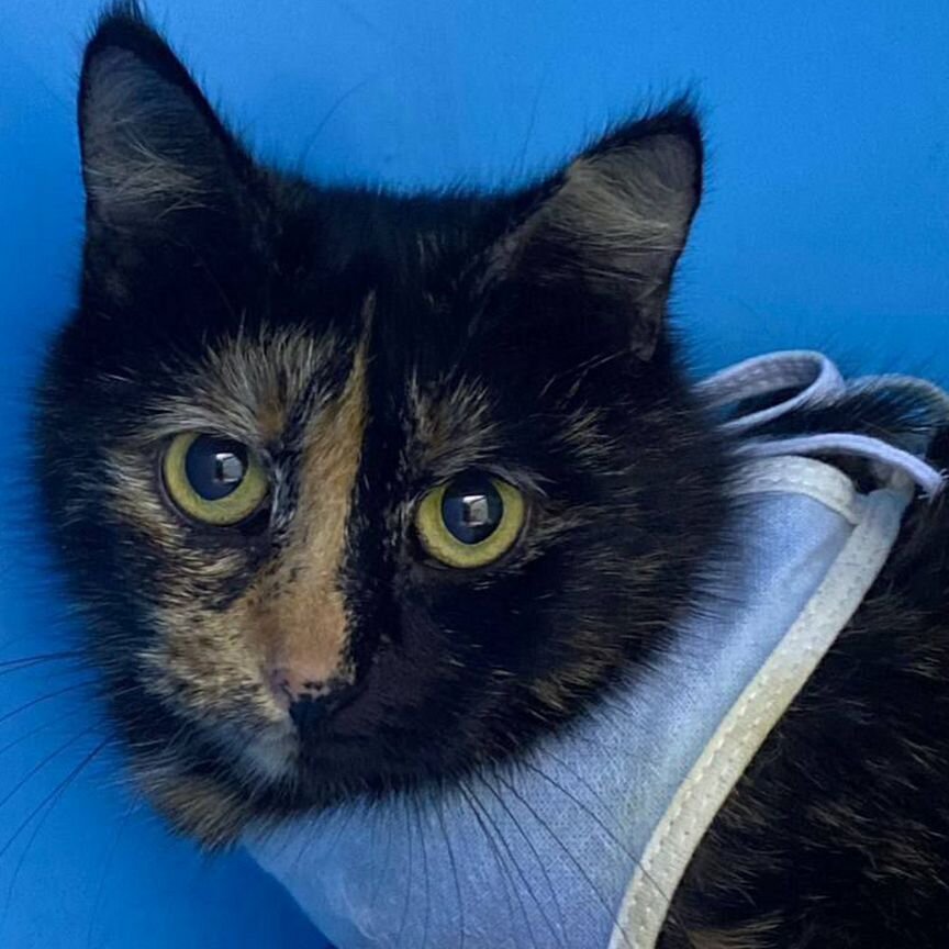 Баста,из домов под снос, жизненно необходим дом