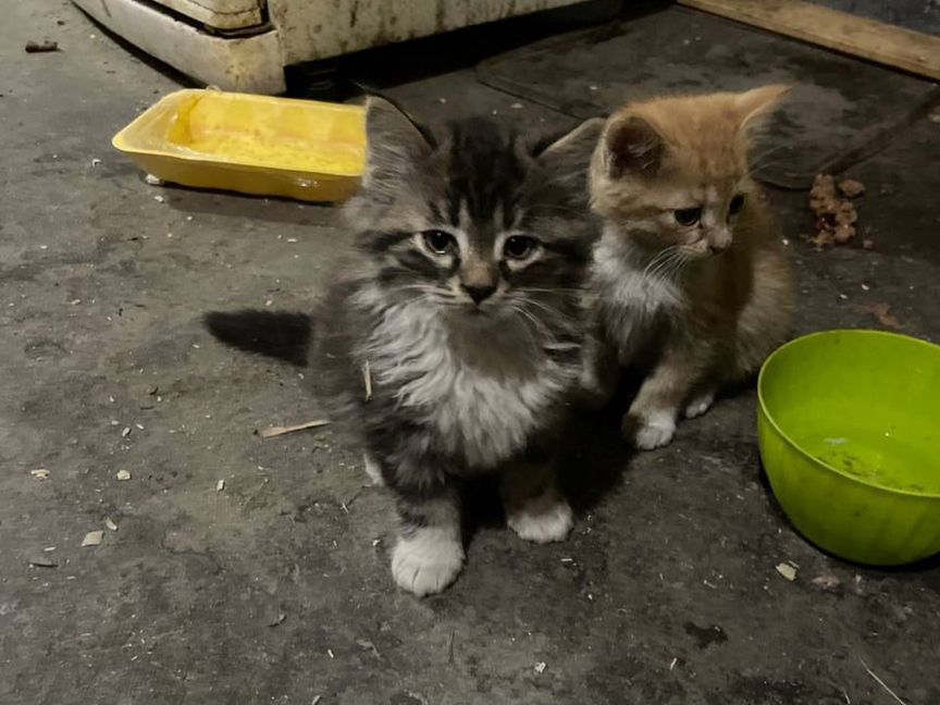 Котята в промзоне