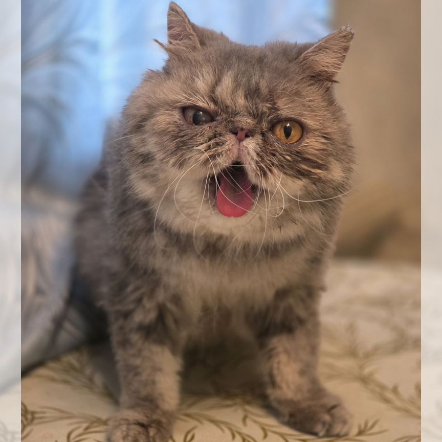 Экзотическая короткошёрстная, взрослая кошка