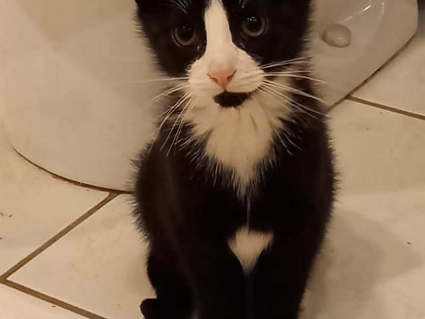 Нужен шанс котику
