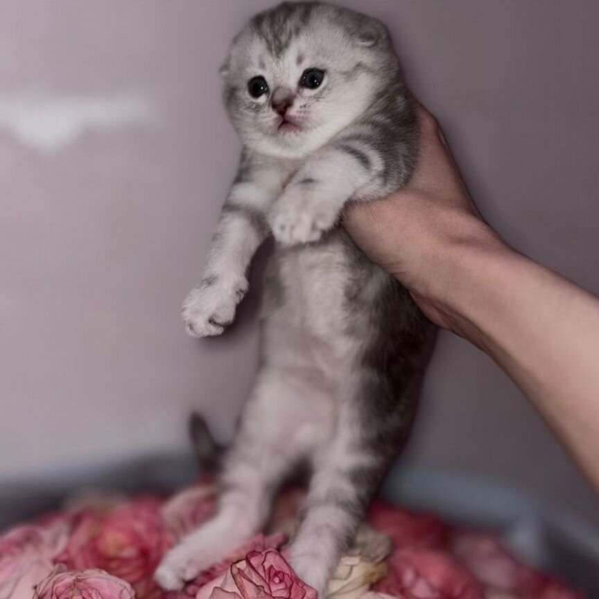 Шотландский вислоухий короткошёрстный котёнок