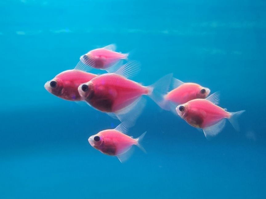 Тернеция гло розовая