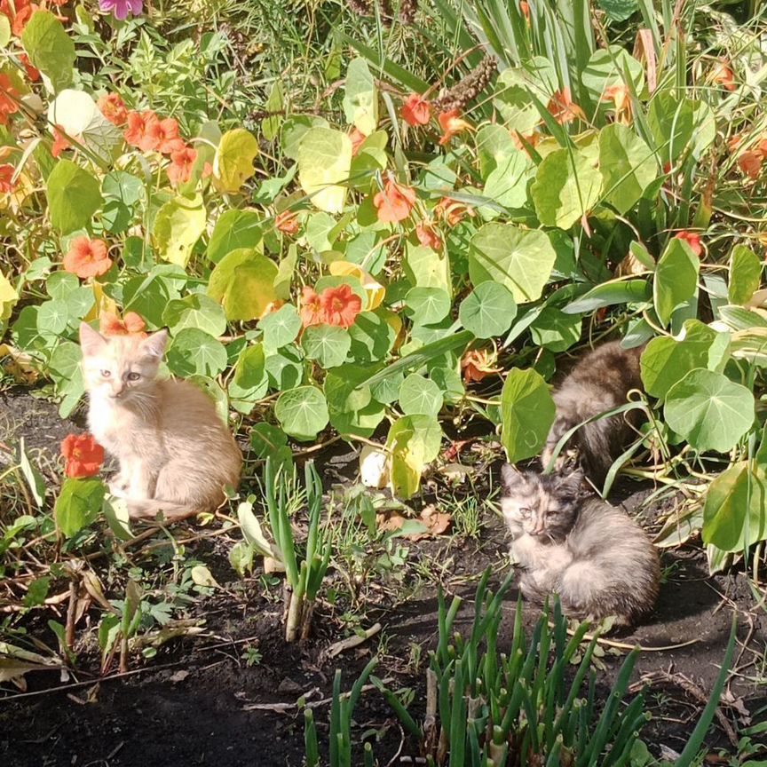 Отдам котят в добрые руки