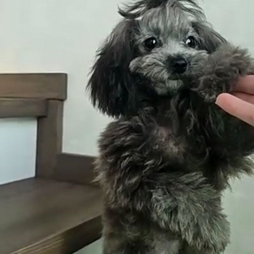 Тедди тикап пудель Серебро Китай