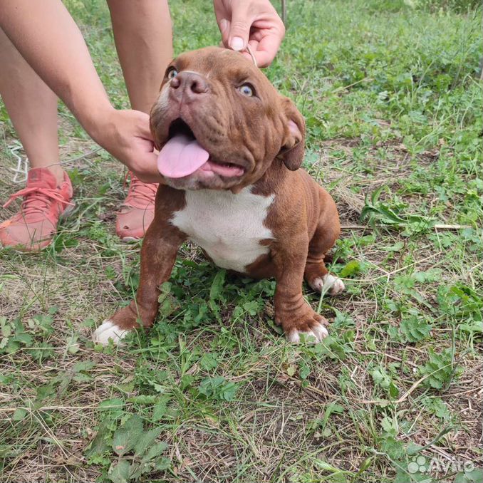 Мальчишка шоколадка