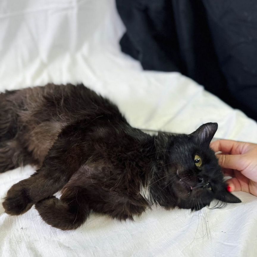 Черный кот в добрые руки
