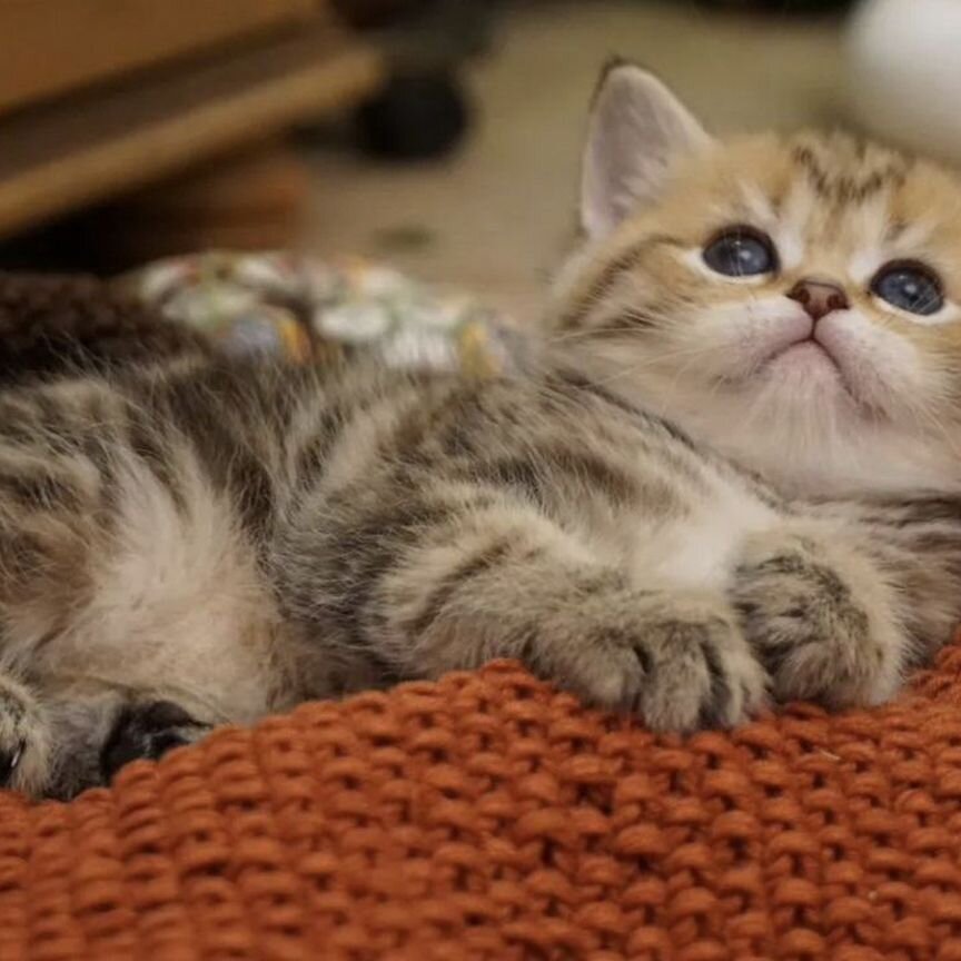 Шотландская кошка