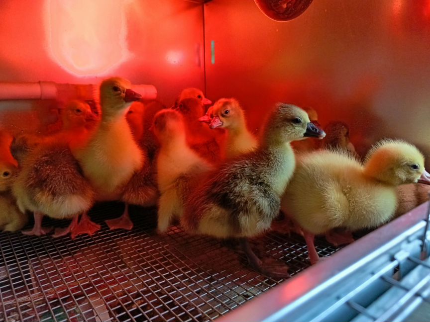 Гусята суточные
