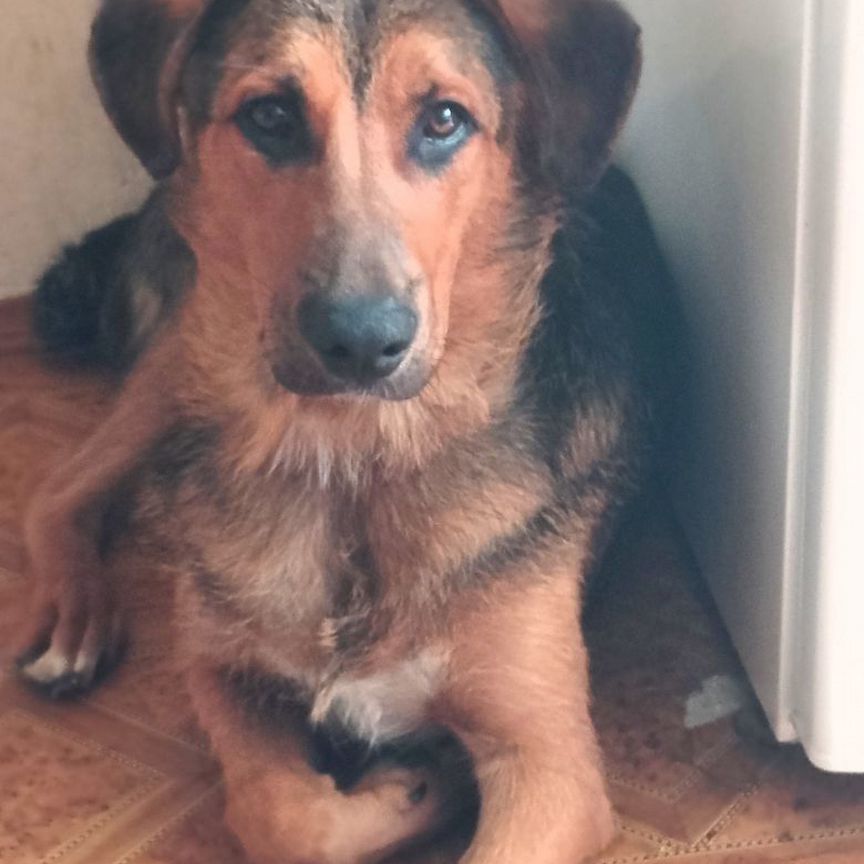 8 месячный щенок ищет дом