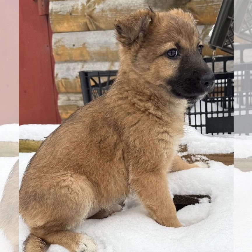 Щенок в добрые руки