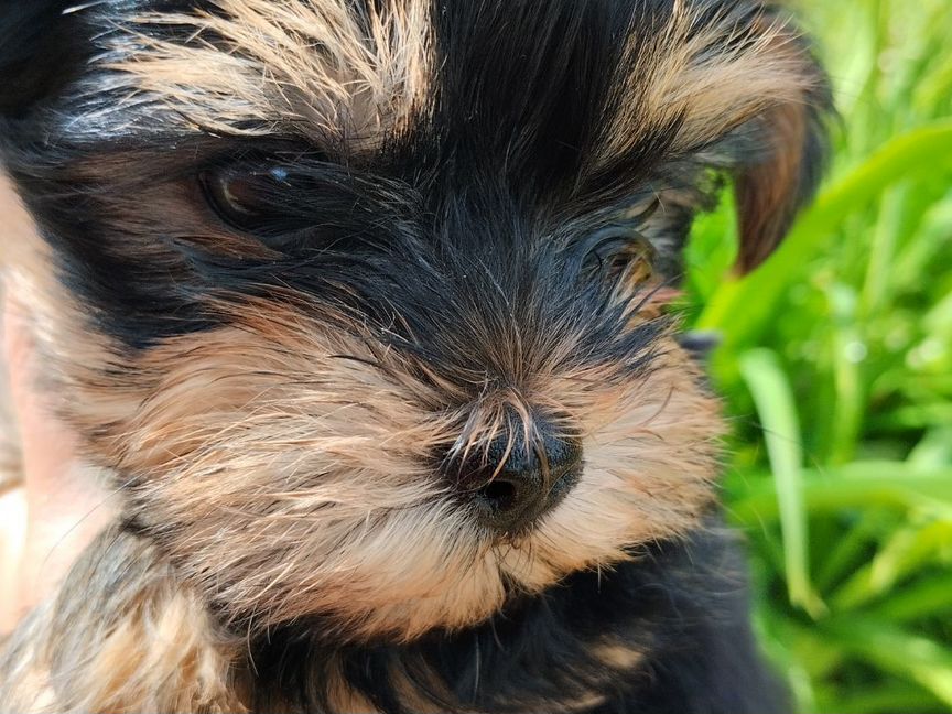 Йоркширский терьер щенки