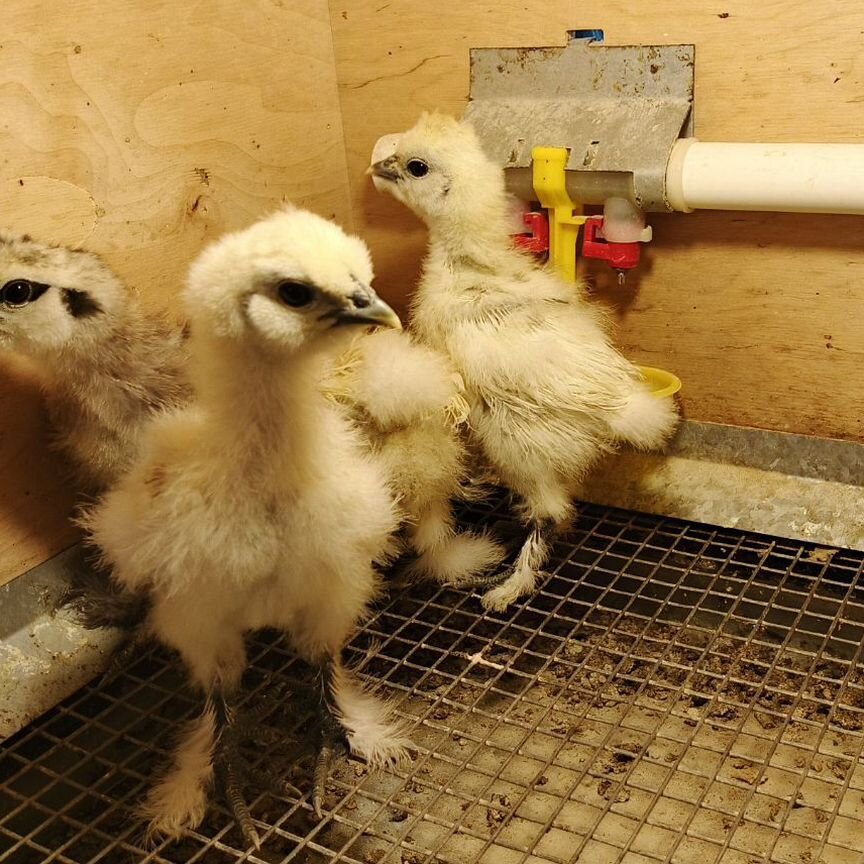 Китайская шелковая курица