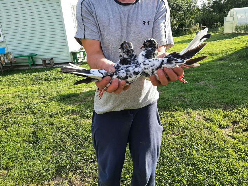 Голуби Брянские Турманы