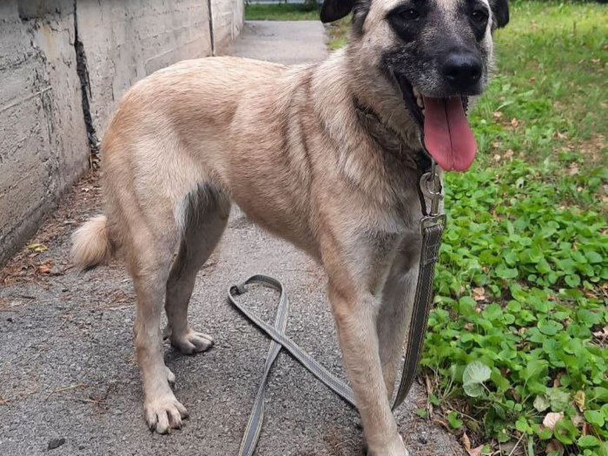 Шикарная собака в дар