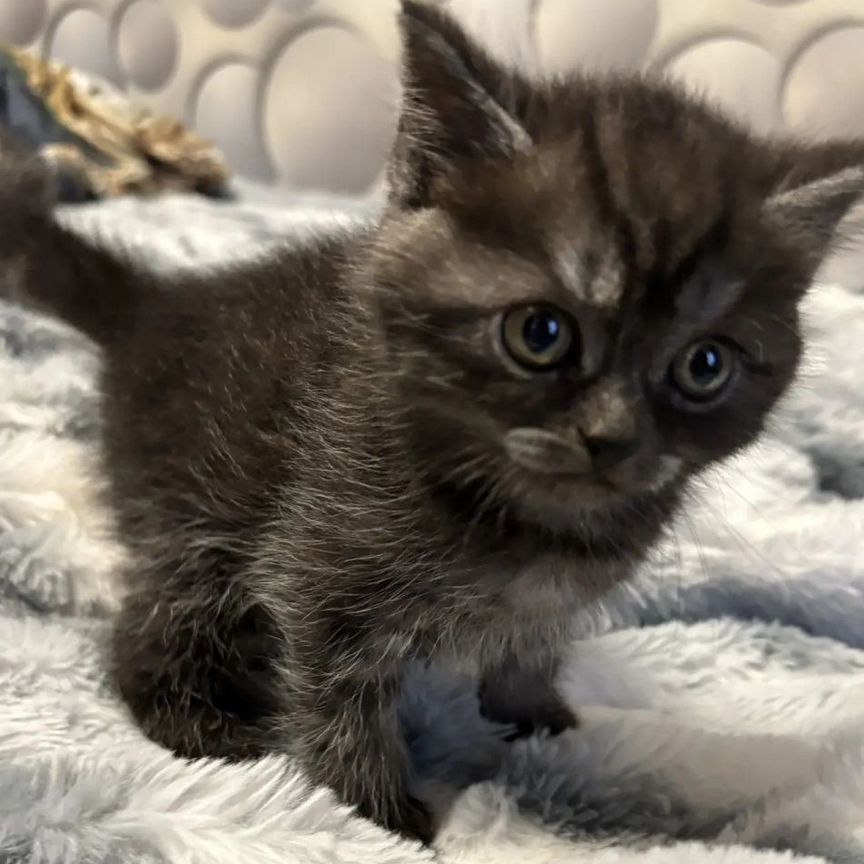 Шотландский прямоухий короткошёрстный котёнок
