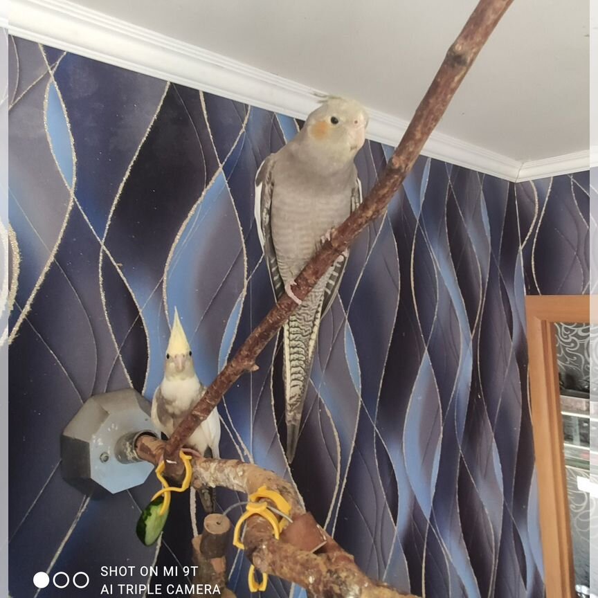 Попугай корелла птенец