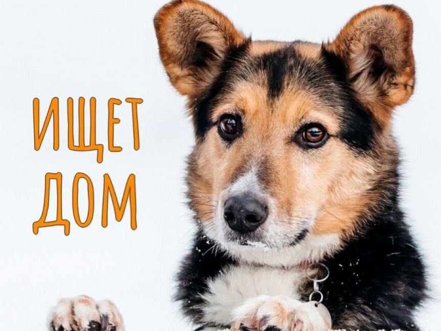 Собака в добрые руки