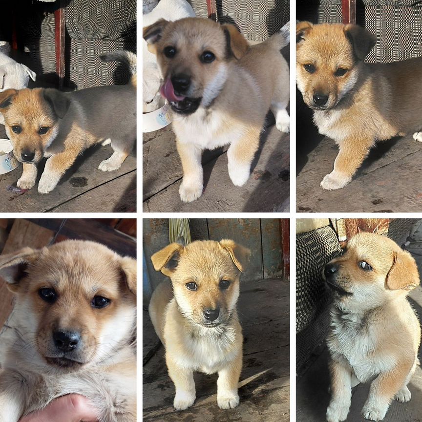 Щенок в добрые руки