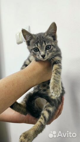 Малышка в поисках дома