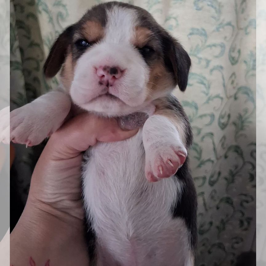 Бигль, щенок