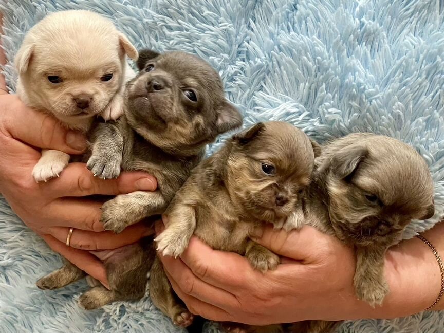 Куколки чихуа