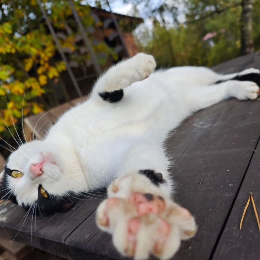 Маленький милый котик
