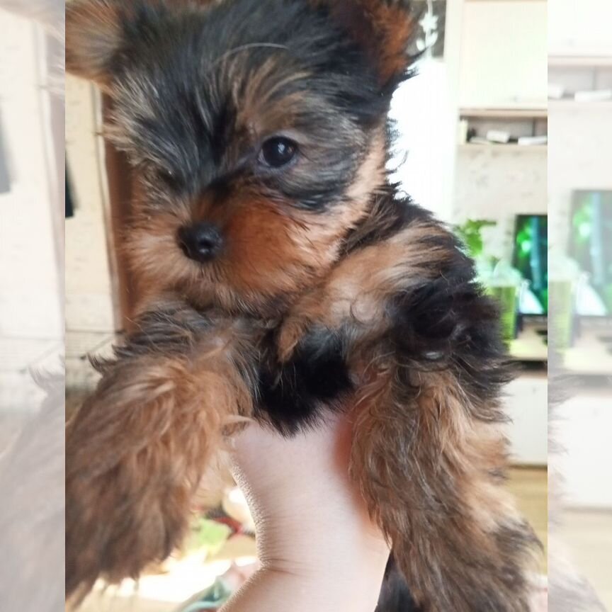 Йоркширский терьер щенки