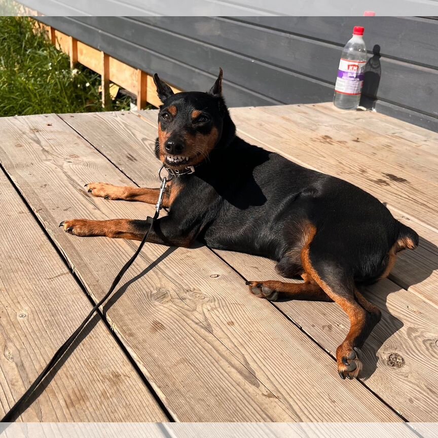 Цвергпинчер, взрослая собака