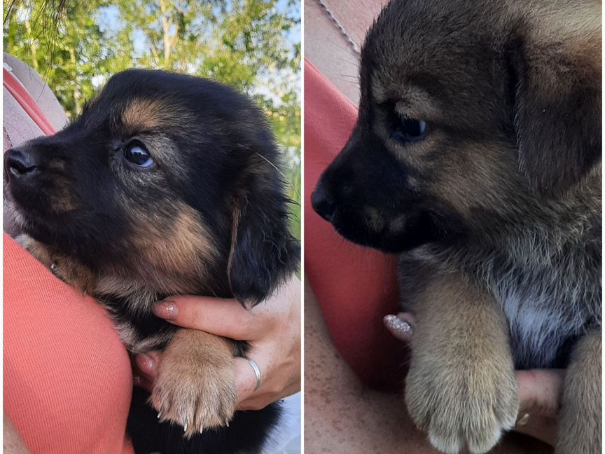 Щенки немецкой овчарки в добрые руки