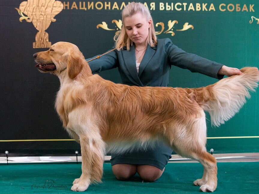 Золотистый Ретривер вязка