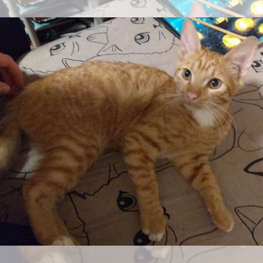 Котёнок в добрые руки