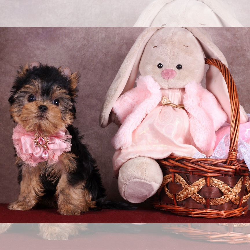 Йоркширский терьер, щенок