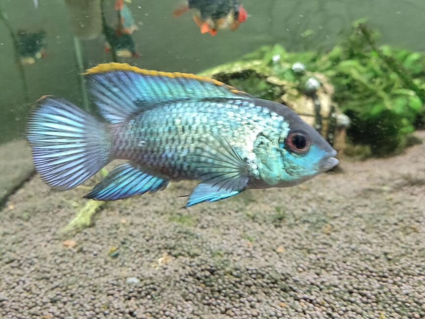 Сиверумы, нанокары