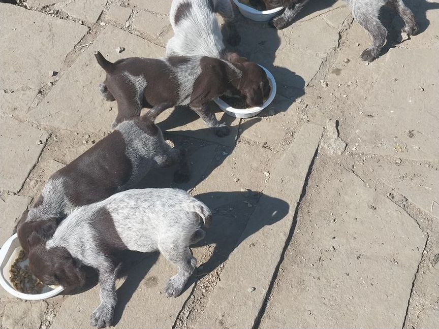 Щенки дратхаара