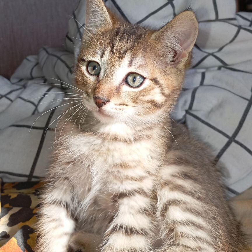 Котёнок, серый котёнок