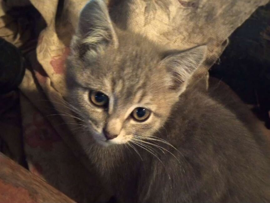 Кошки в добрые руки бесплатно