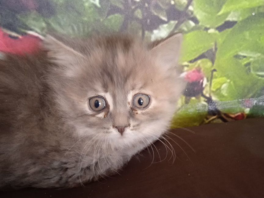 Персидские котята